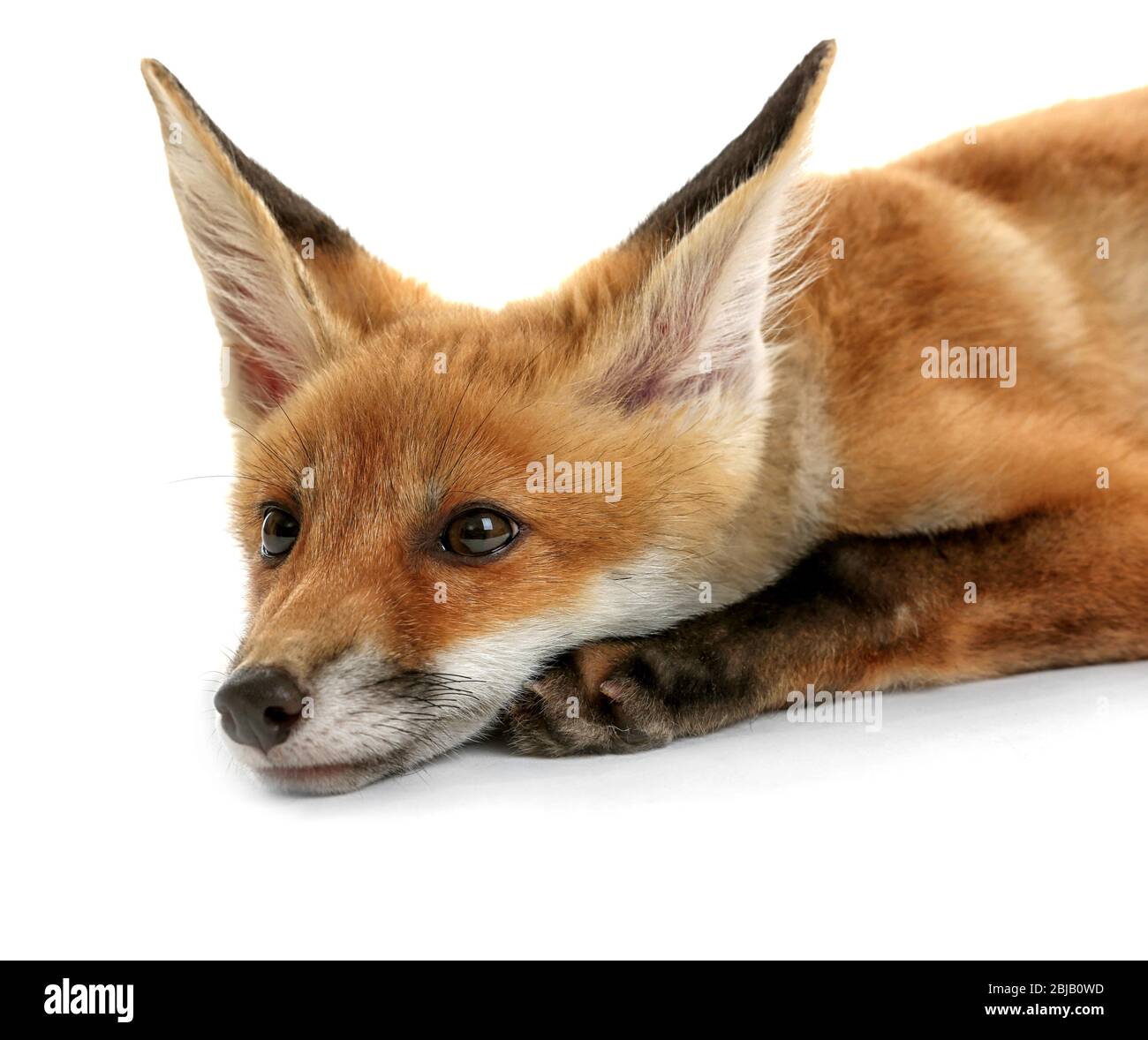 Beautiful fox cub lying isolated on white Stock Photo - Alamy
