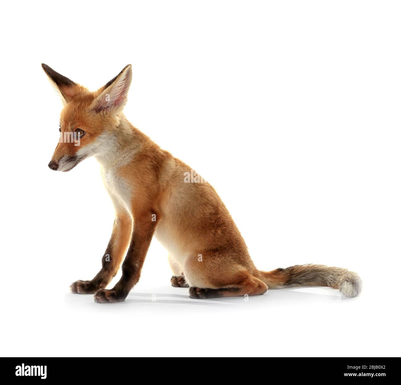 Little fox cub sitting isolated on white Stock Photo - Alamy