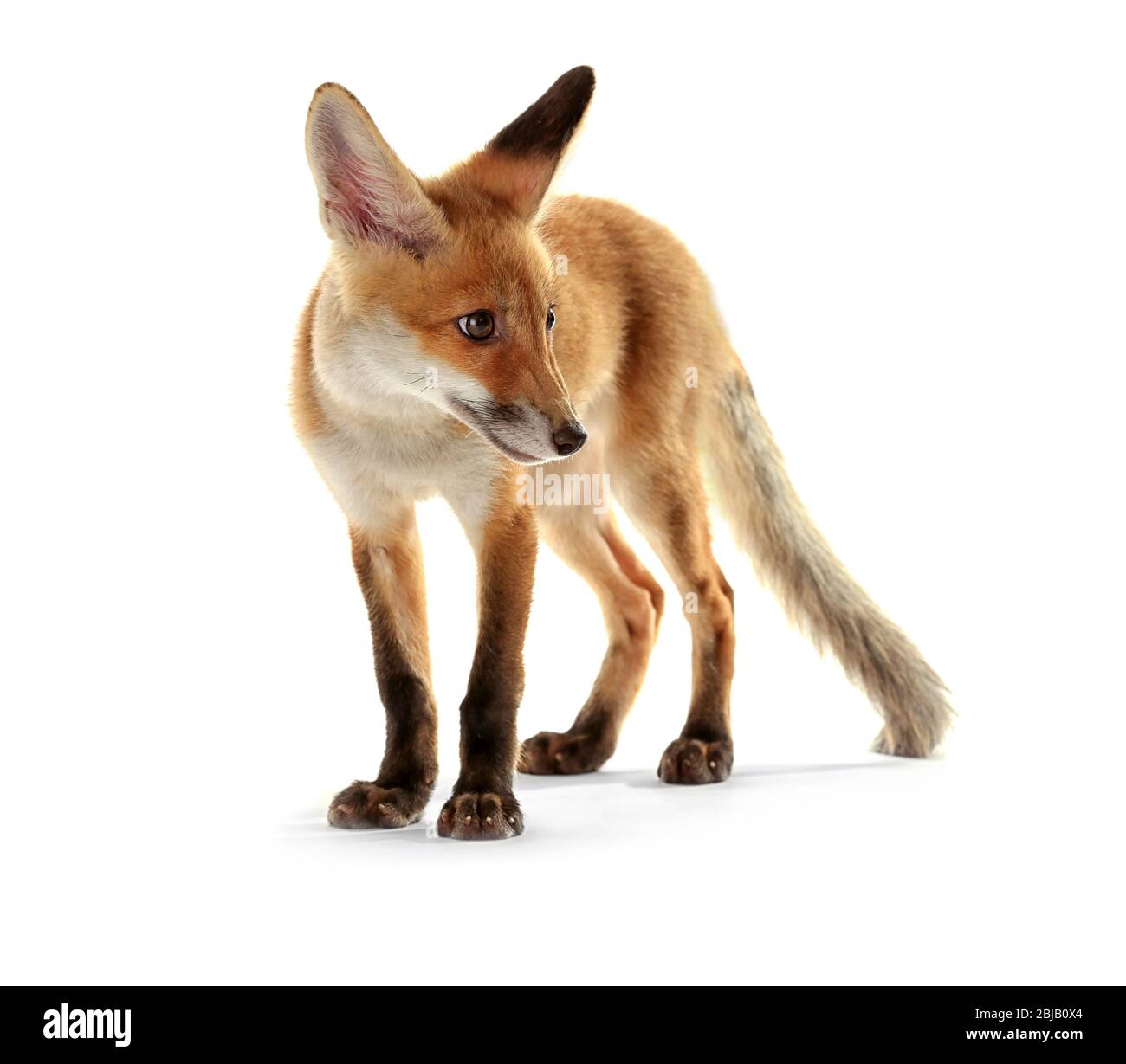 Baby fox cub Cut Out Stock Images & Pictures - Alamy