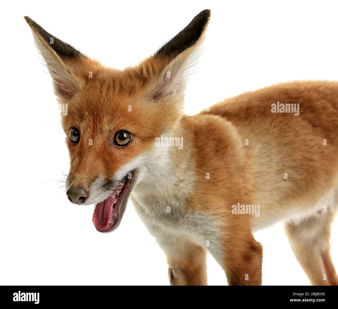 Cute fox cub isolated on white Stock Photo - Alamy
