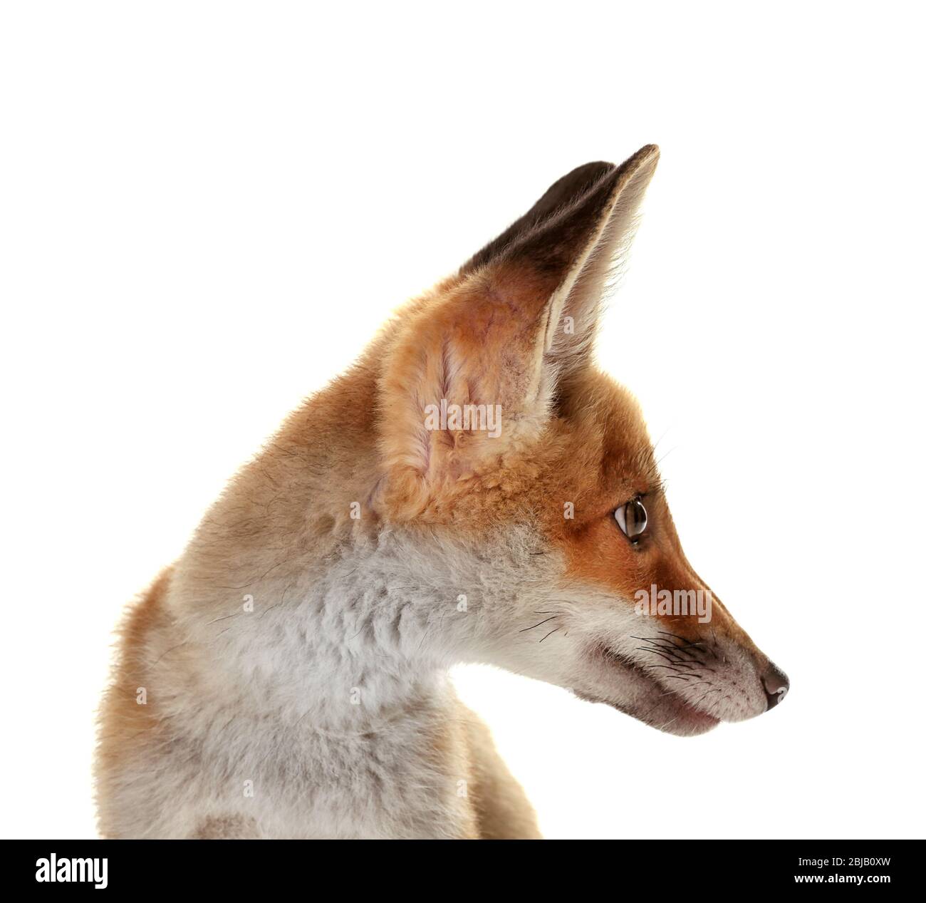 Portrait of cute little fox cub isolated on white Stock Photo - Alamy