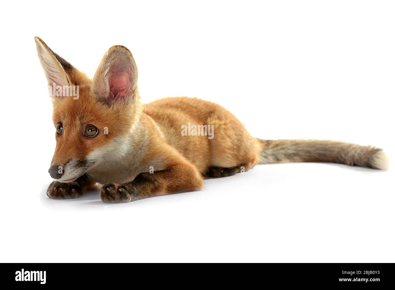 Beautiful baby fox Cut Out Stock Images & Pictures - Alamy