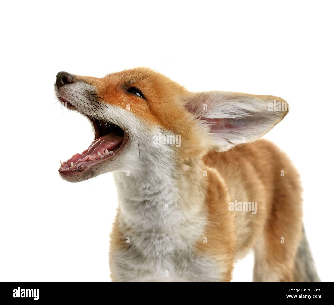 Cute fox cub sitting down hi-res stock photography and images - Alamy