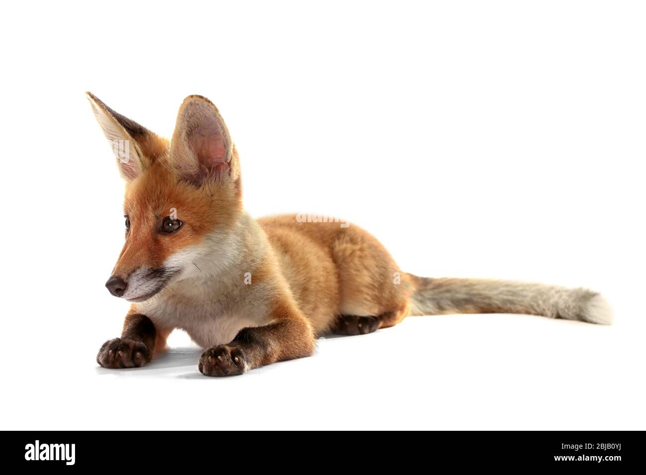 Beautiful baby fox Cut Out Stock Images & Pictures - Alamy
