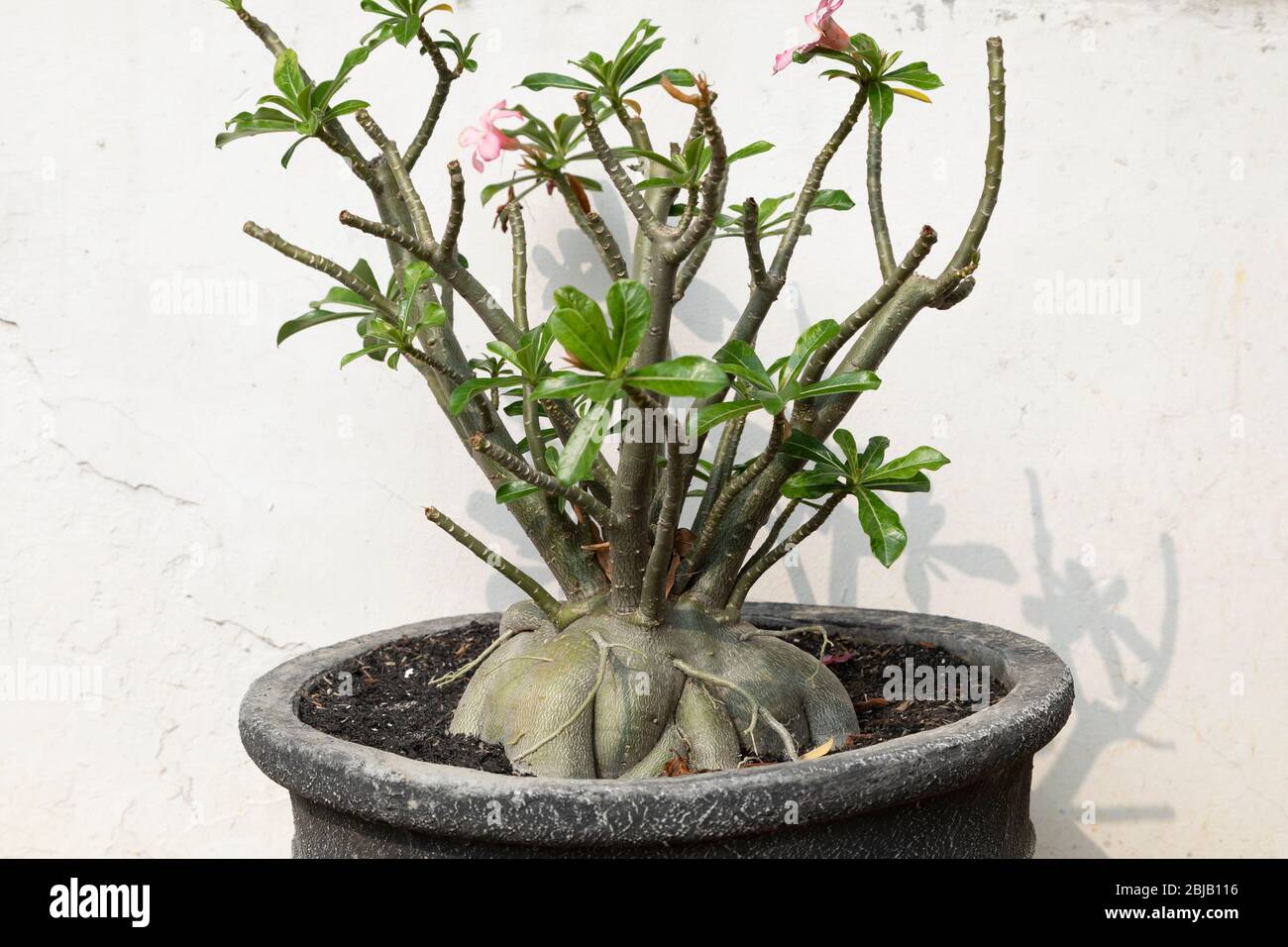 Pot Plant Courtyard High Resolution Stock Photography and Images - Alamy