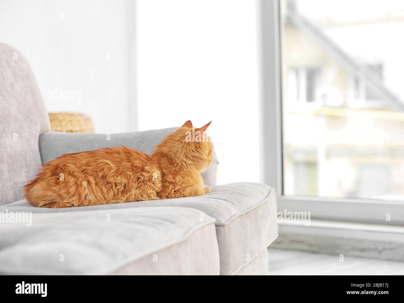 Red fluffy cat lying on sofa in room Stock Photo - Alamy
