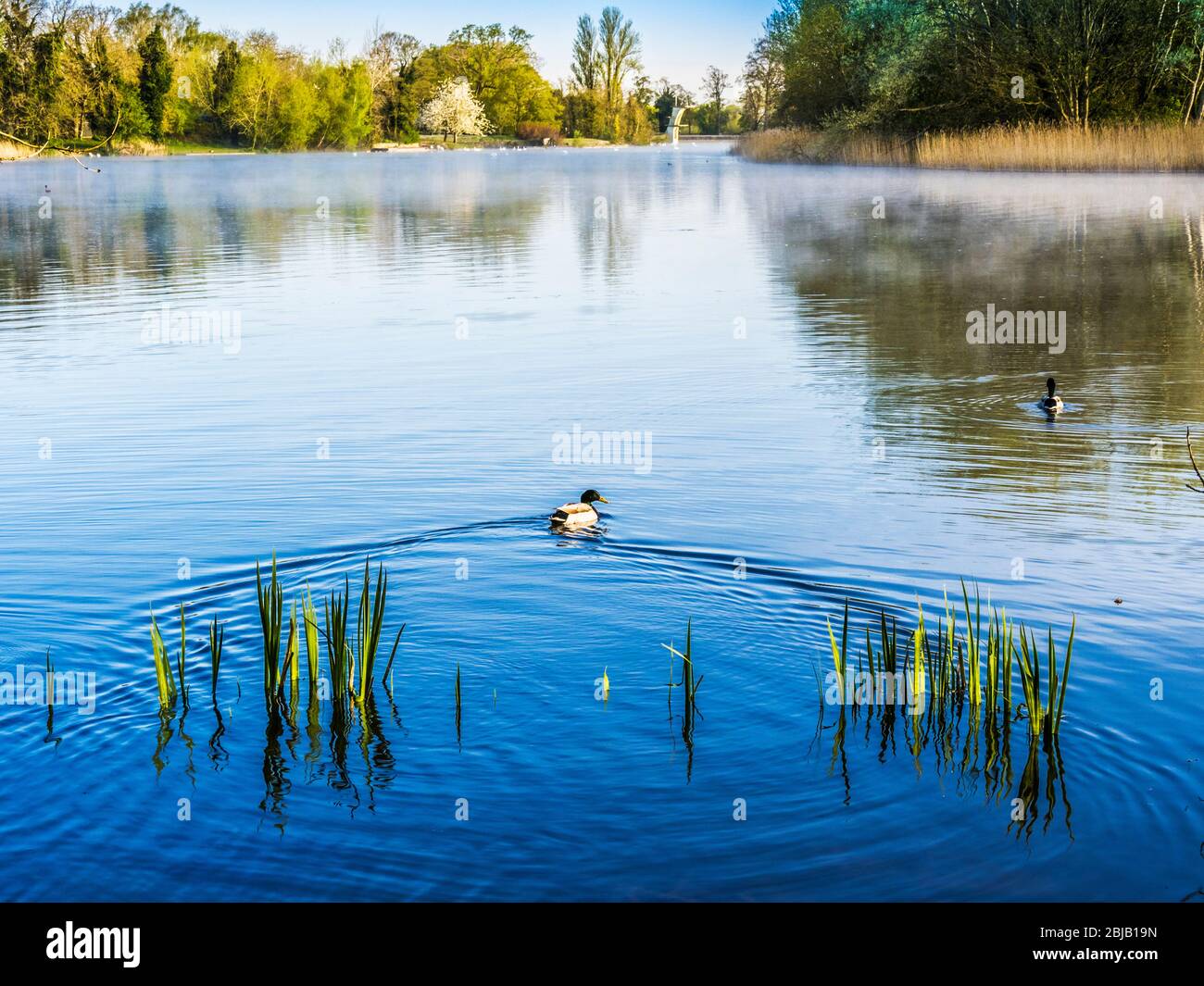 Two trees reflected in water hi-res stock photography and images - Alamy