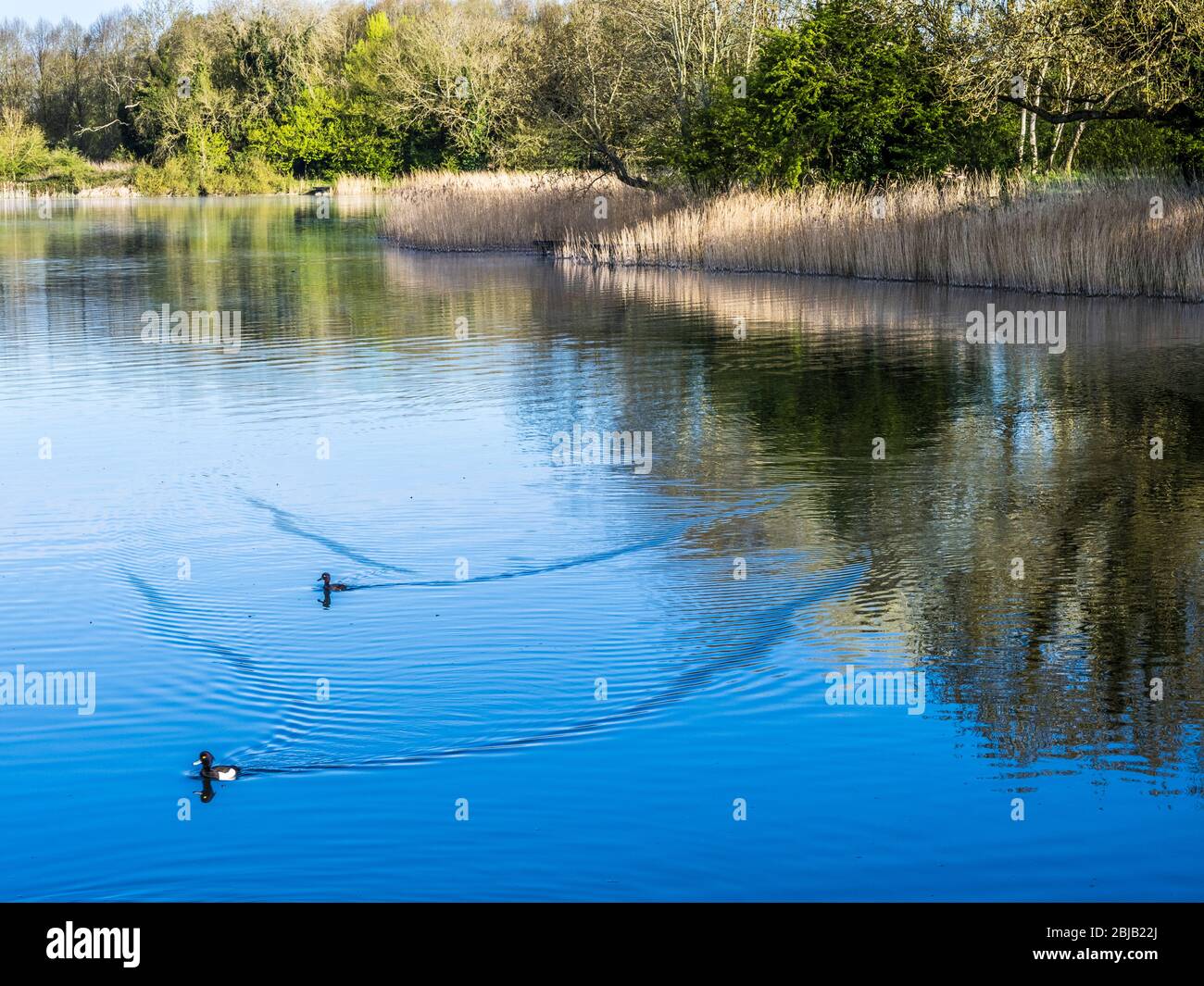 Spring lake hi-res stock photography and images - Alamy