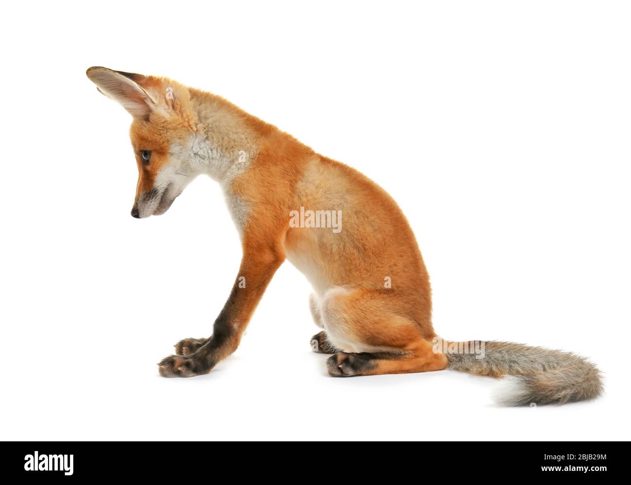 Cute Fox Cub Sitting Down High Resolution Stock Photography and Images ...