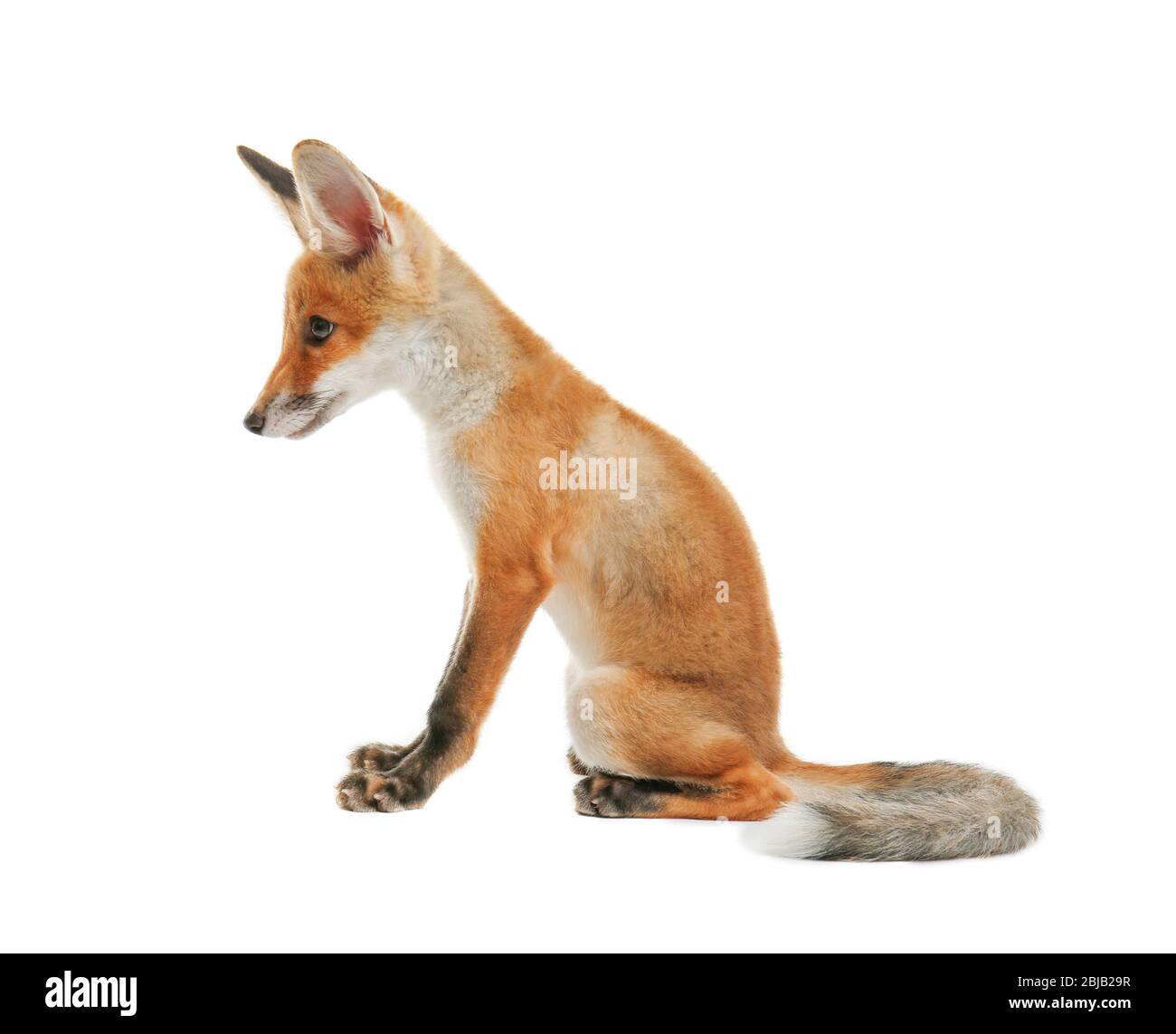 Cute fox cub sitting down hi-res stock photography and images - Alamy
