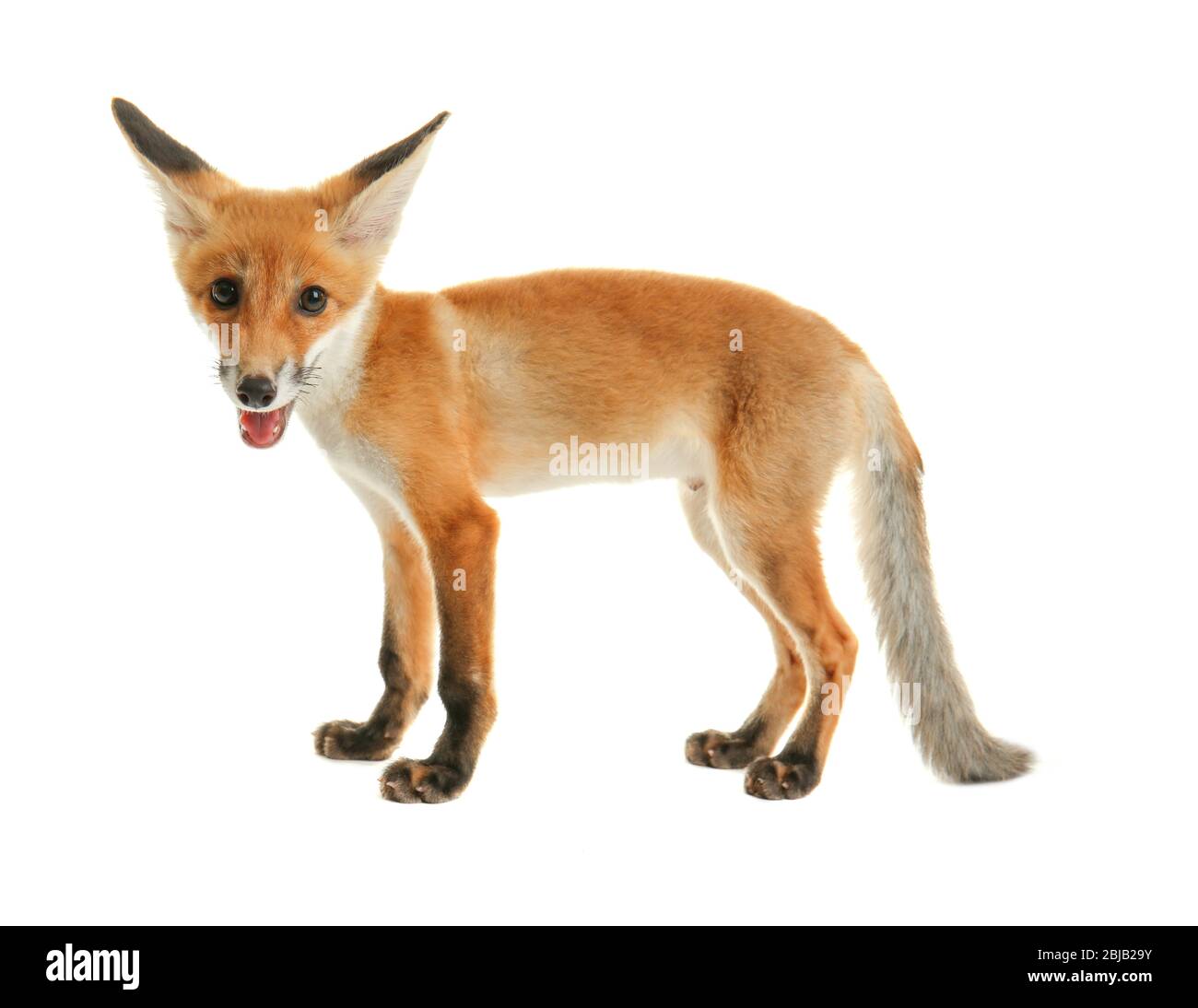 Red fox on hunt Cut Out Stock Images & Pictures - Alamy