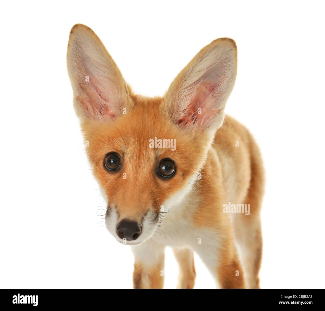 Portrait of cute little fox cub isolated on white Stock Photo - Alamy