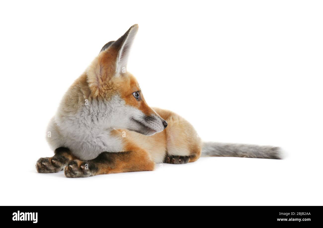 Beautiful fox cub lying isolated on white Stock Photo - Alamy