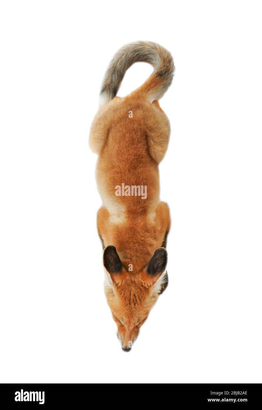 Beautiful red fox looking down hi-res stock photography and images - Alamy