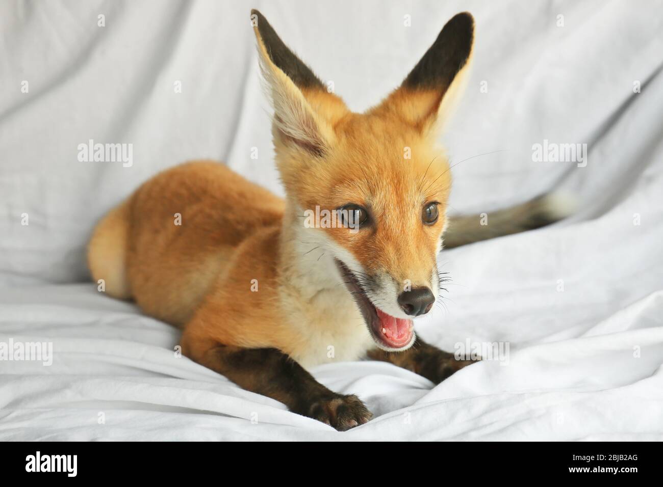 Furry little fox cub lying on bed Stock Photo - Alamy