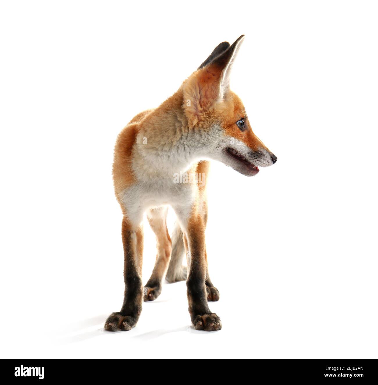 Cute fox cub isolated on white Stock Photo - Alamy