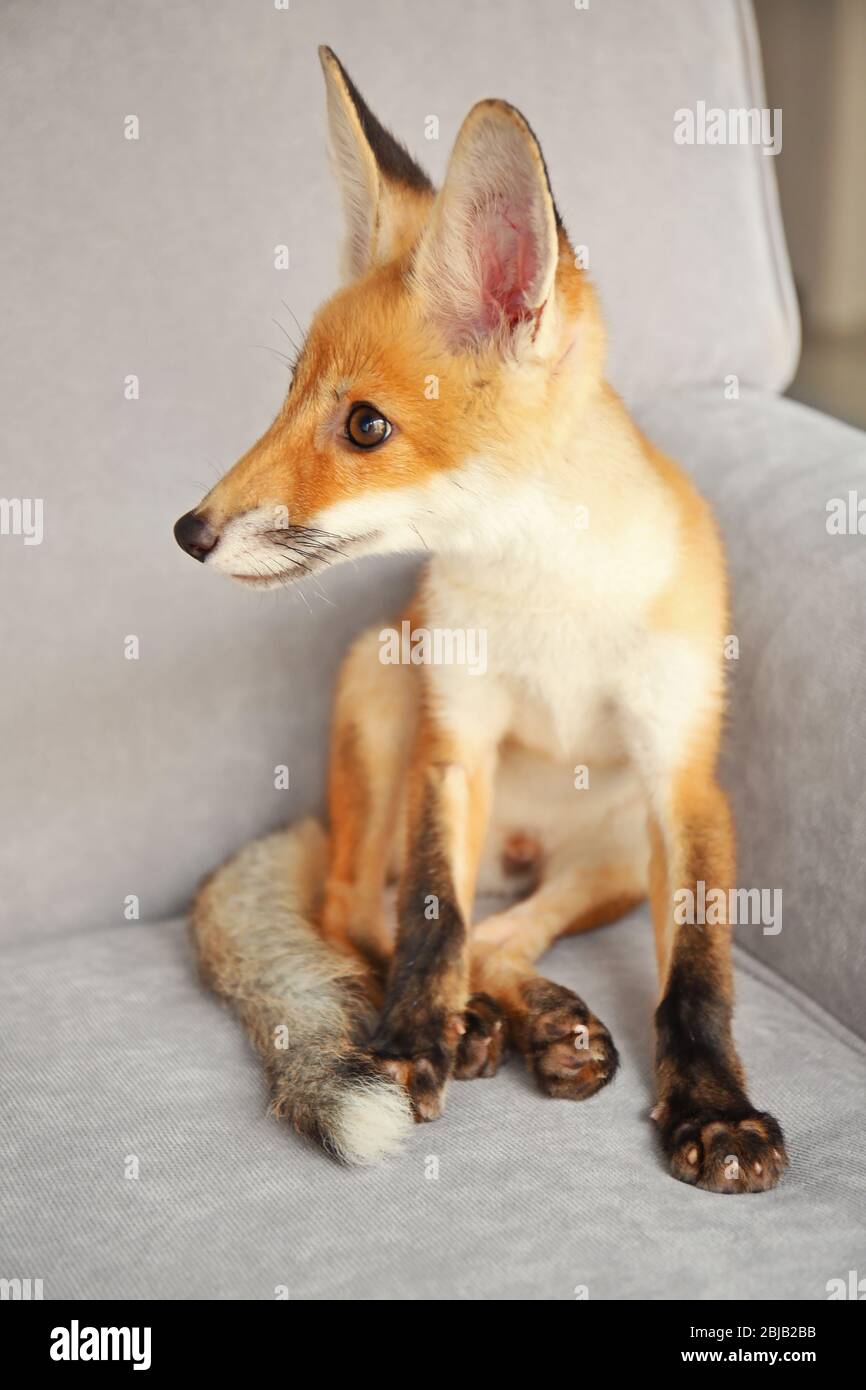 Cute fox cub sitting on sofa in room Stock Photo - Alamy