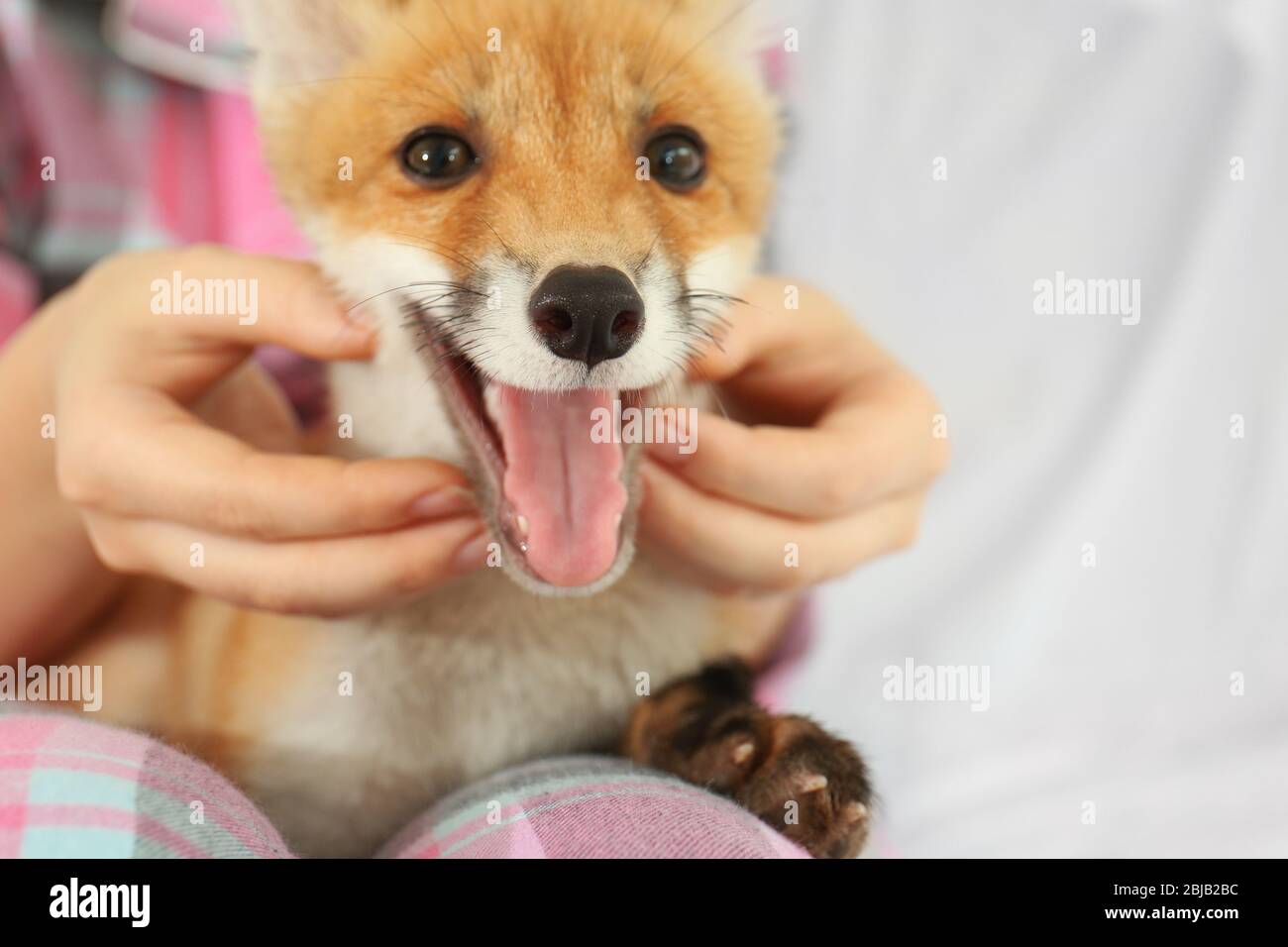 Fox hunt woman hi-res stock photography and images - Alamy