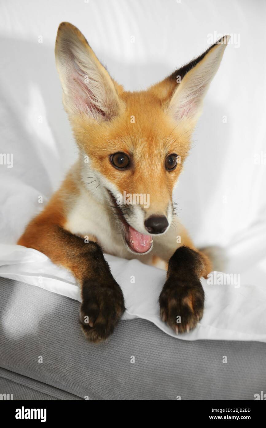 Cute fox cub sitting down hi-res stock photography and images - Alamy