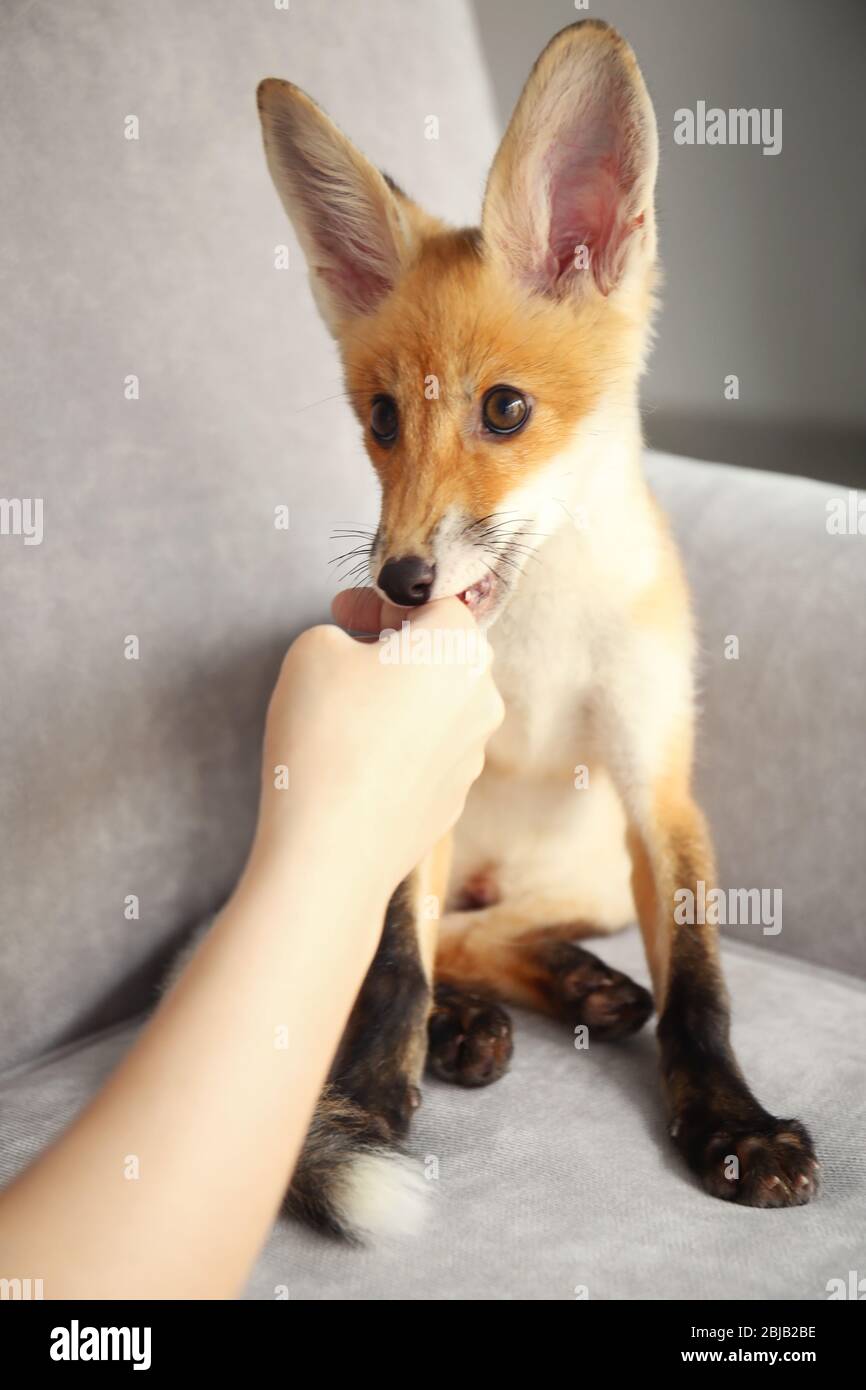 Cute fox cub sitting on sofa in room Stock Photo - Alamy