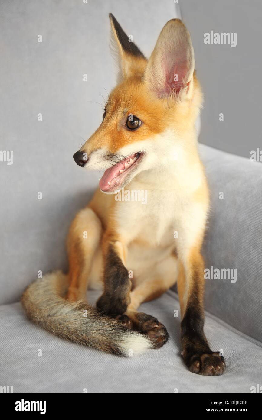Cute fox cub sitting on sofa in room Stock Photo - Alamy