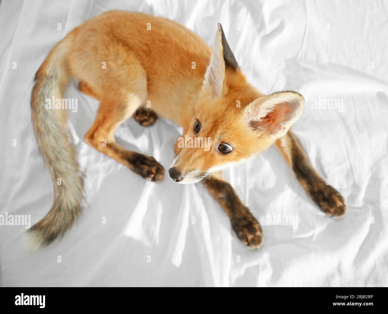 Furry little fox cub lying on bed Stock Photo - Alamy