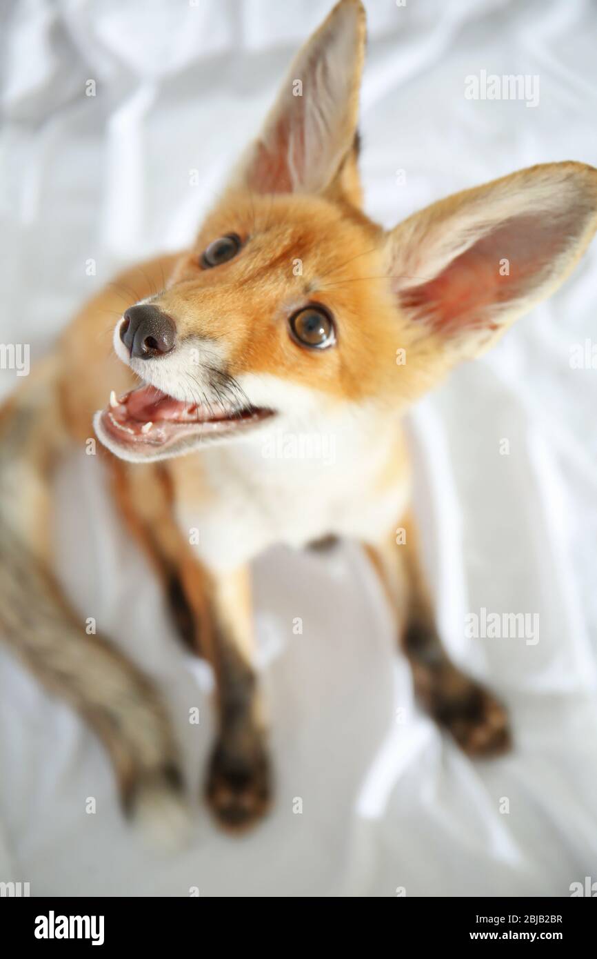 Furry fox cub sitting on bed Stock Photo - Alamy