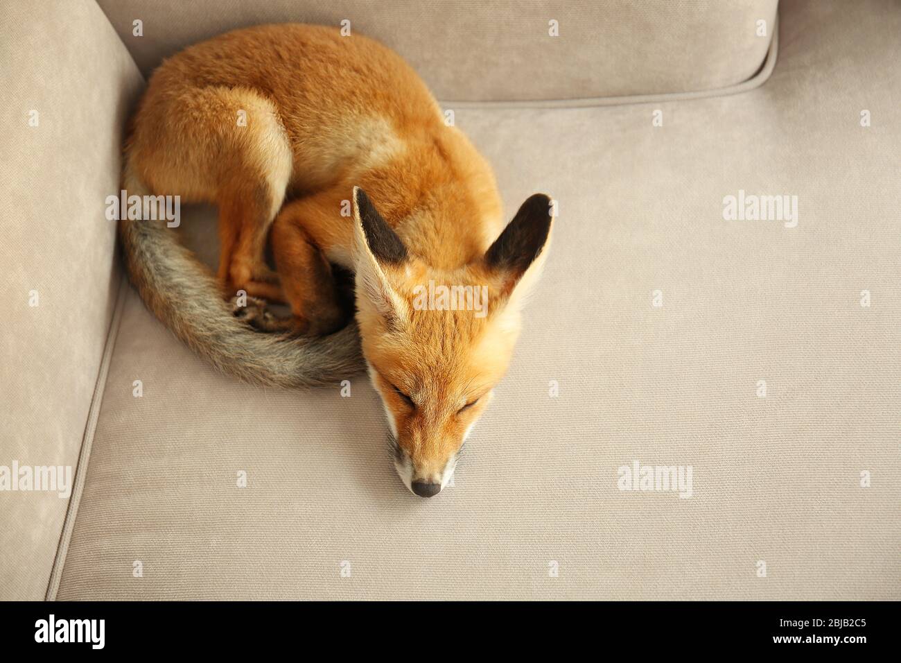 Beautiful fox cub sleeping on sofa in room Stock Photo - Alamy