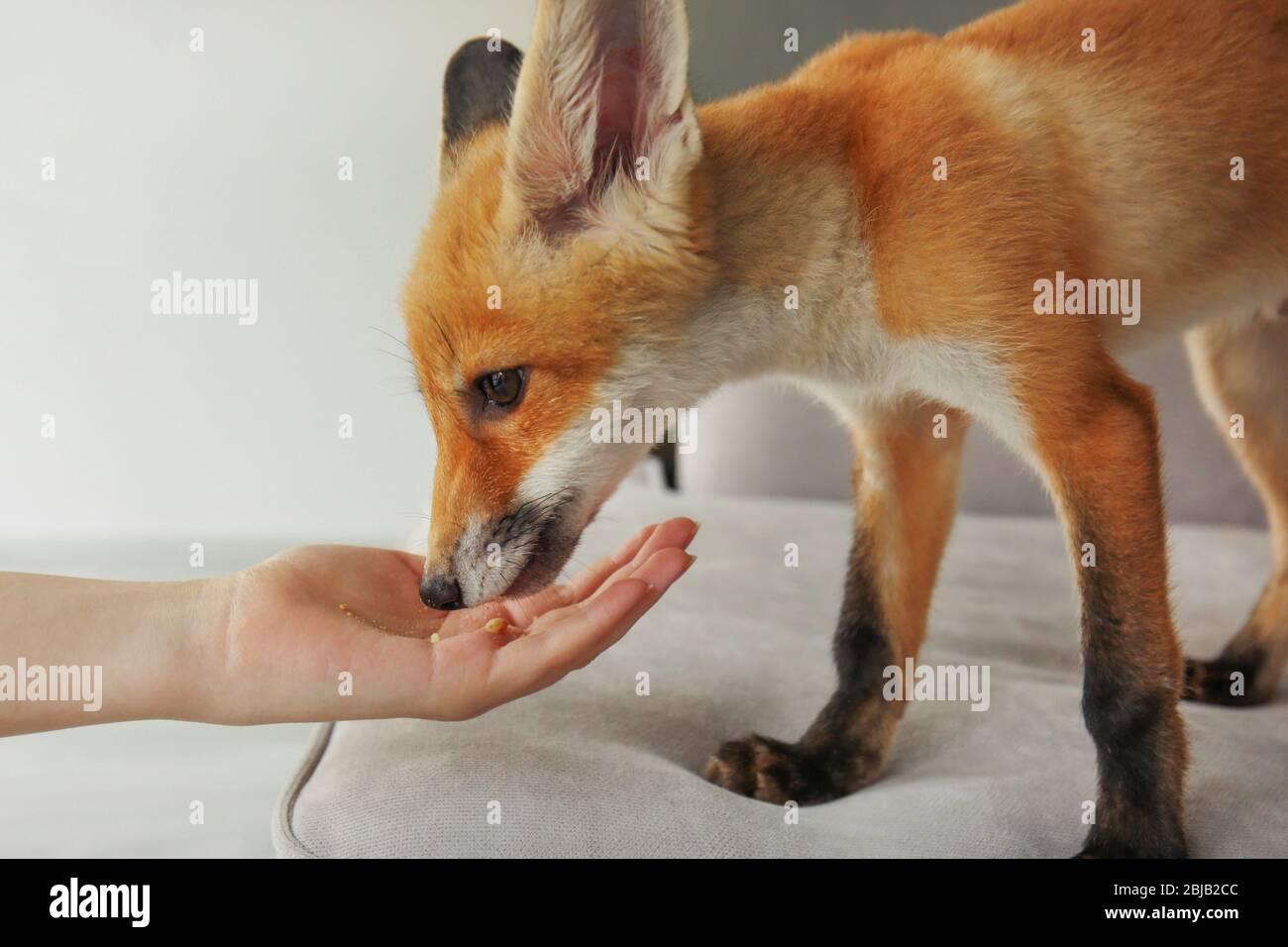 Cute fox cub eating from woman hand in room Stock Photo - Alamy