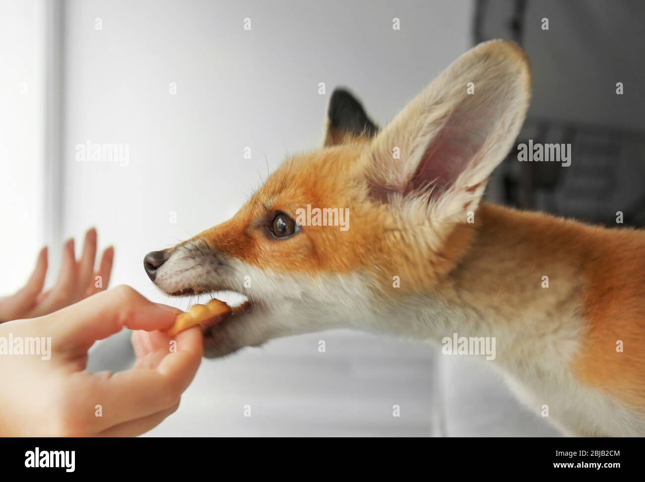 Cute fox cub eating from woman hands in room Stock Photo - Alamy