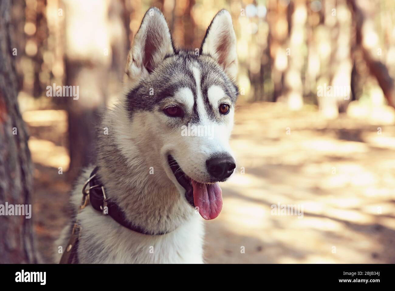 Cute husky on walk in forest Stock Photo - Alamy
