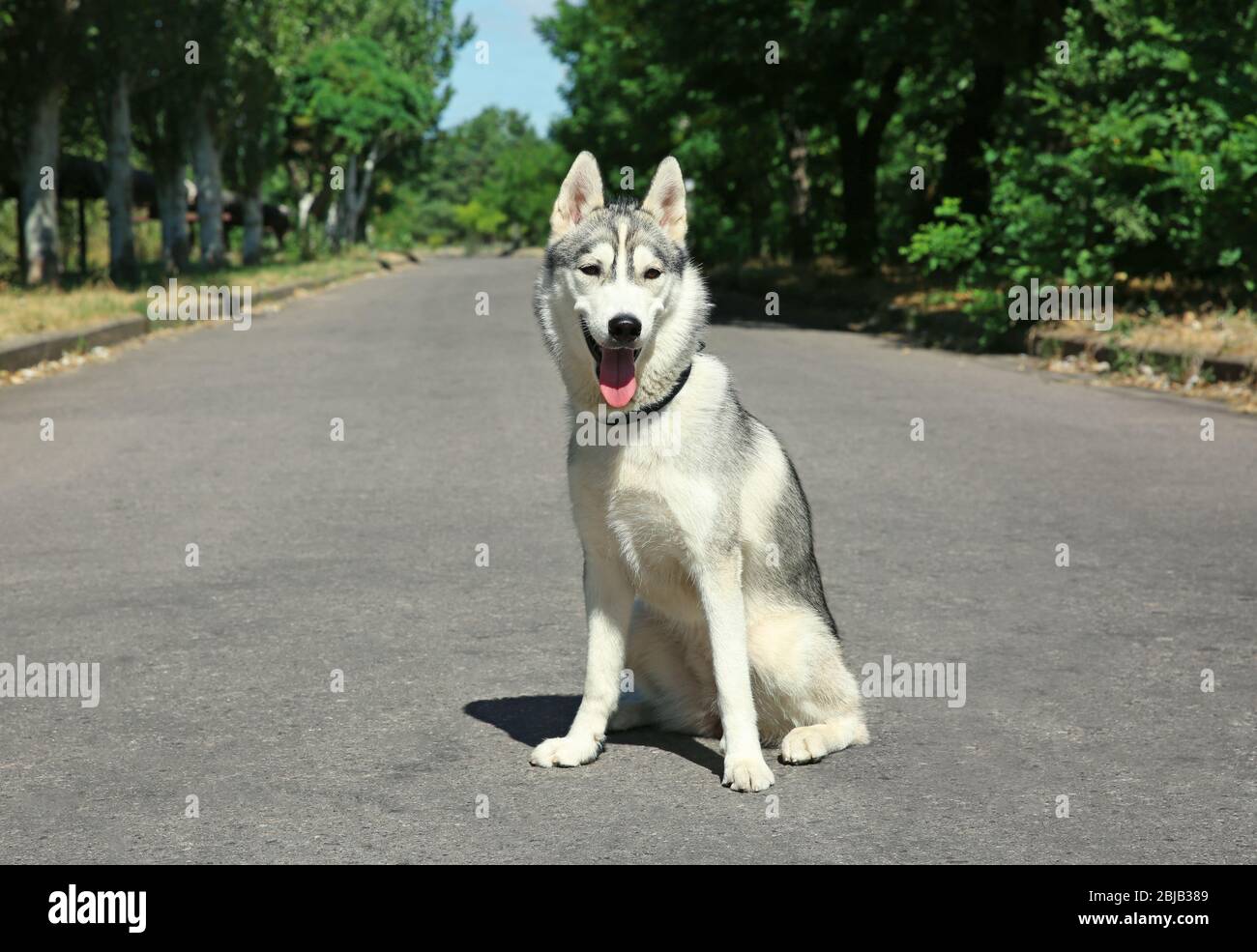 Cute husky on walk in park Stock Photo - Alamy