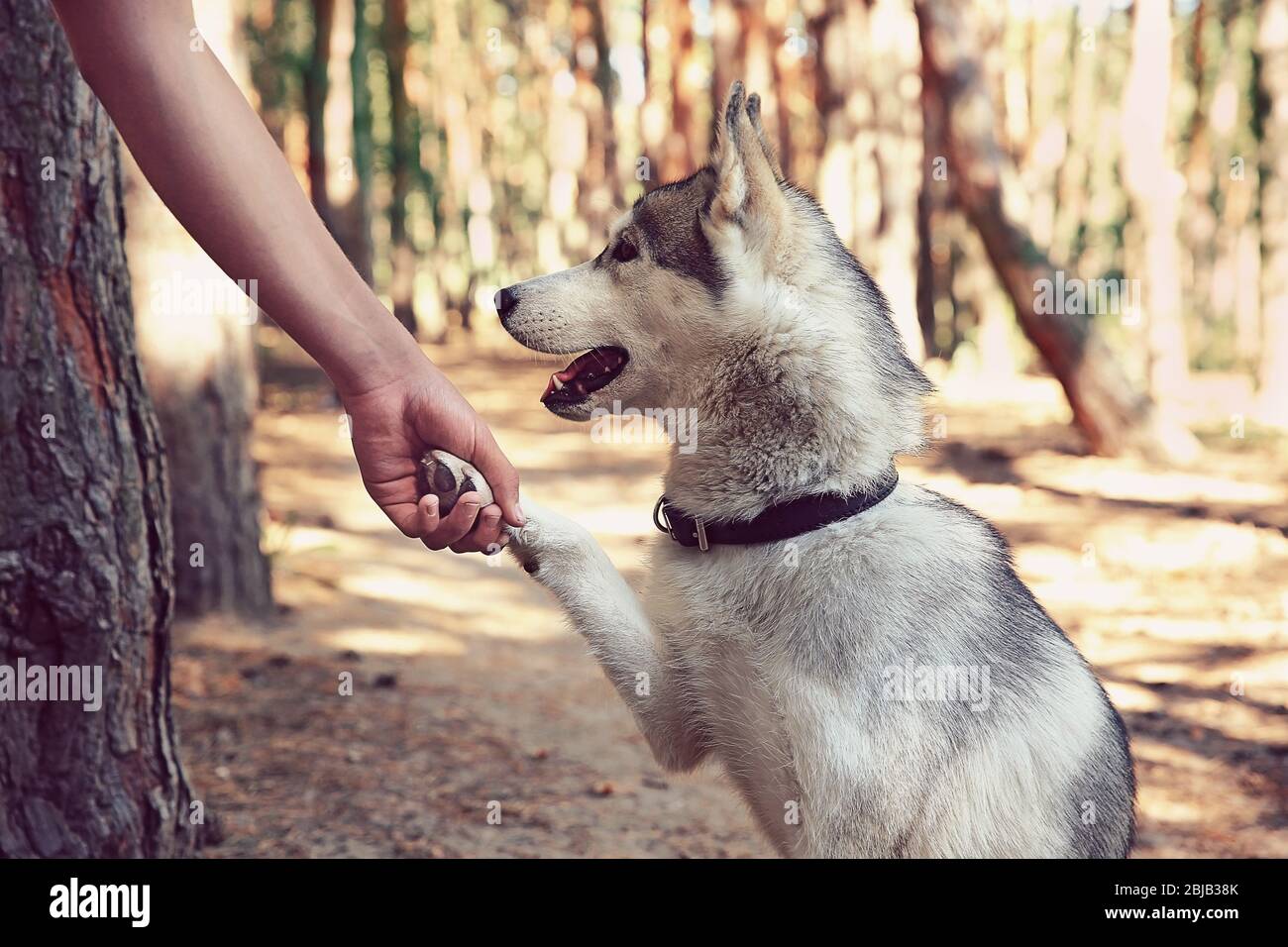 Husky sitting paw hi-res stock photography and images - Alamy