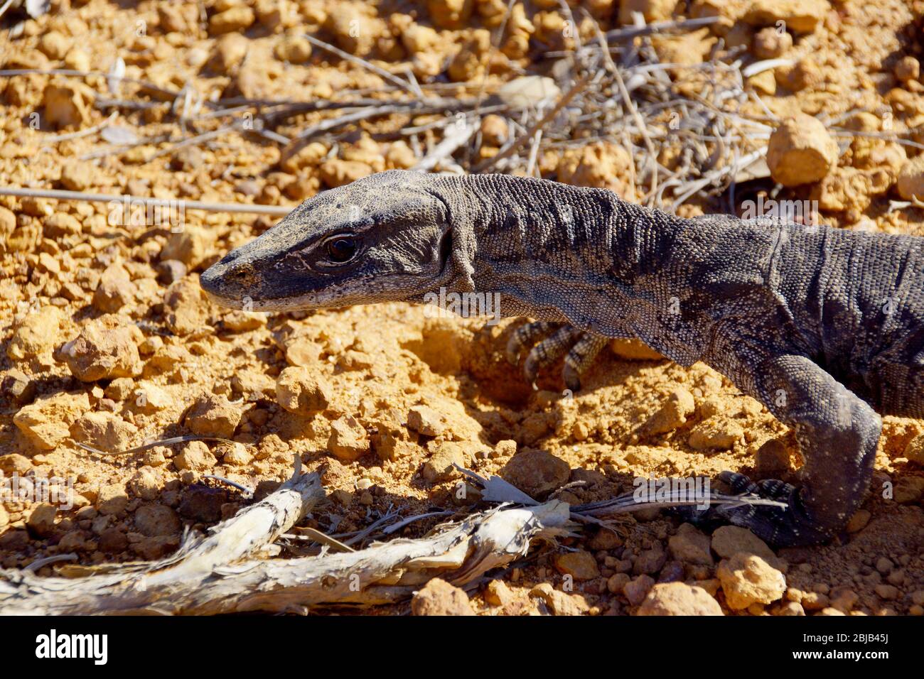 Head and neck of Rosenberg´s monitor, Varanus rosenbergi, large goanna ...