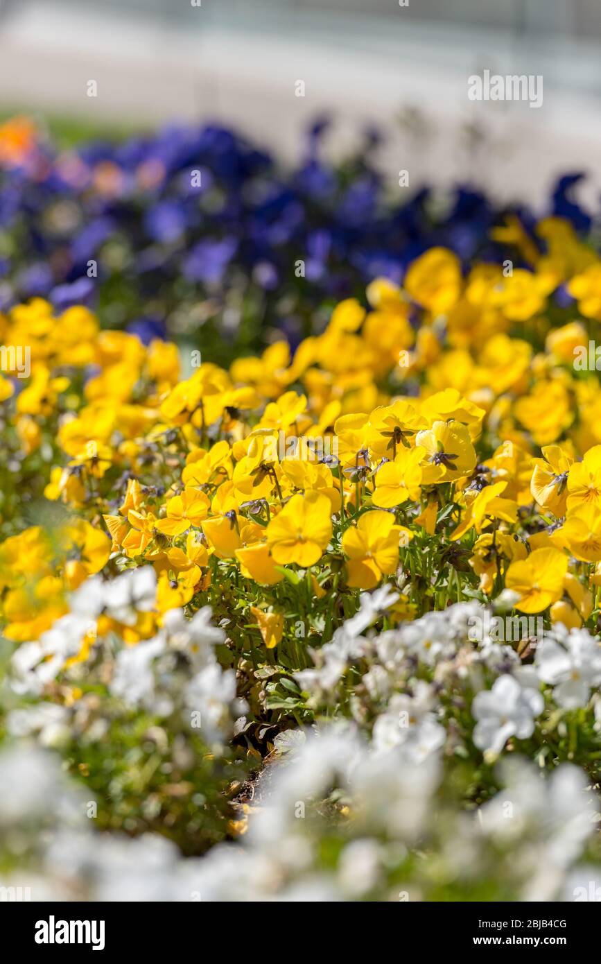 Spring flowers background Stock Photo - Alamy