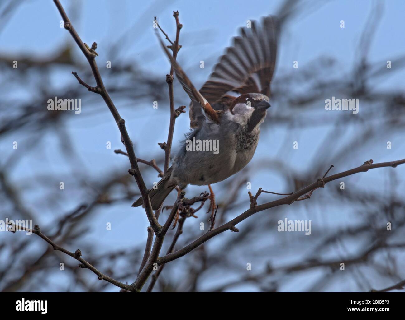 From hedge hi-res stock photography and images - Alamy