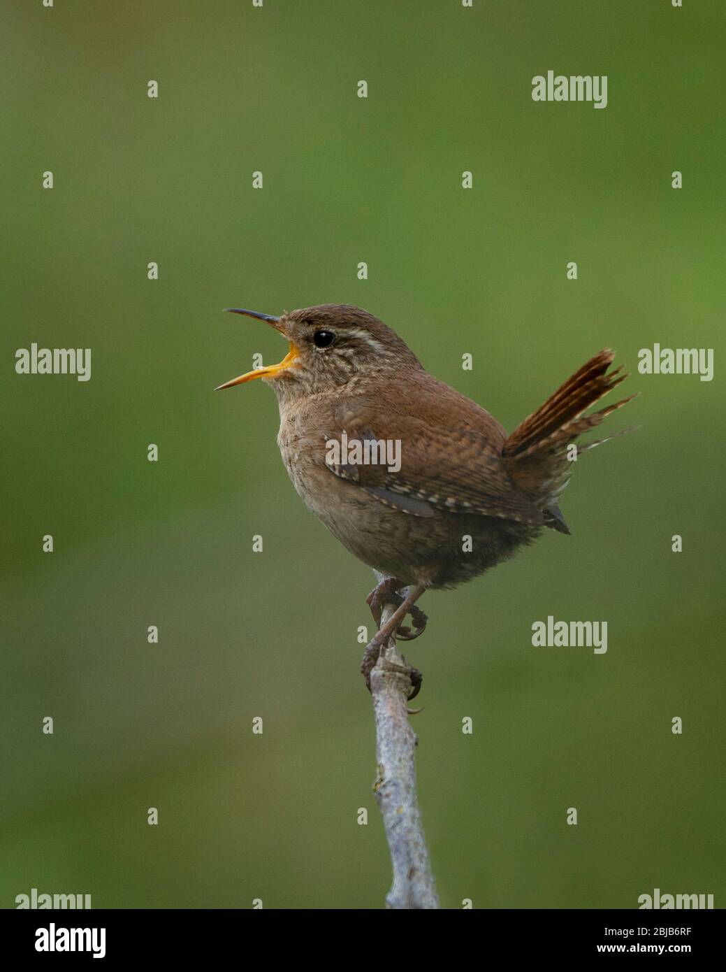 Wren uk bird spring hi-res stock photography and images - Alamy