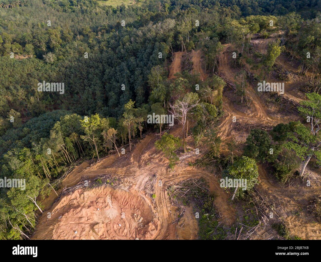 Aerial view deforestation activity is carried out for development Stock ...