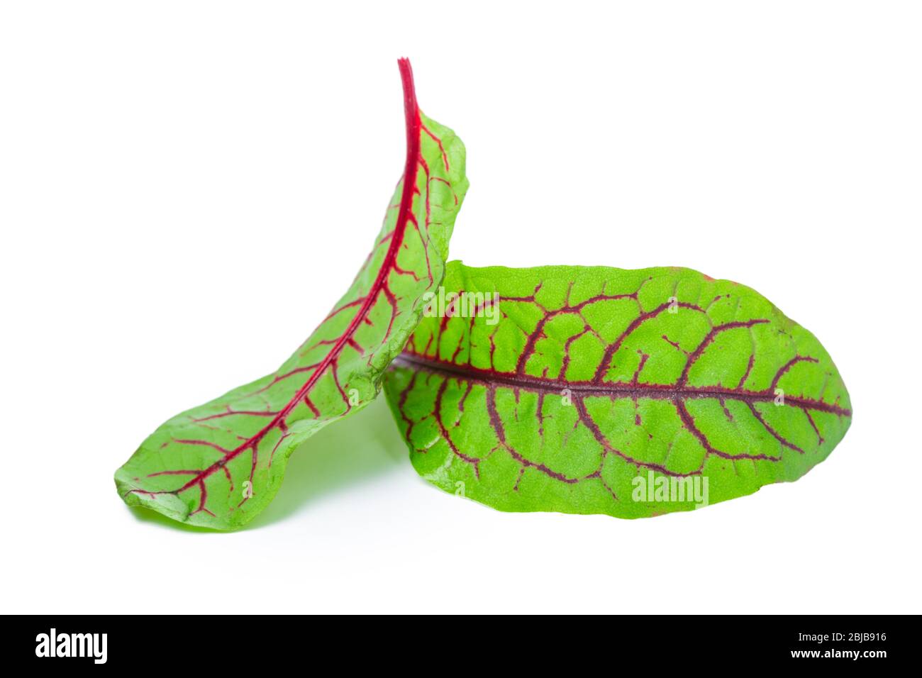fresh beet leaf isolated on white background Stock Photo - Alamy