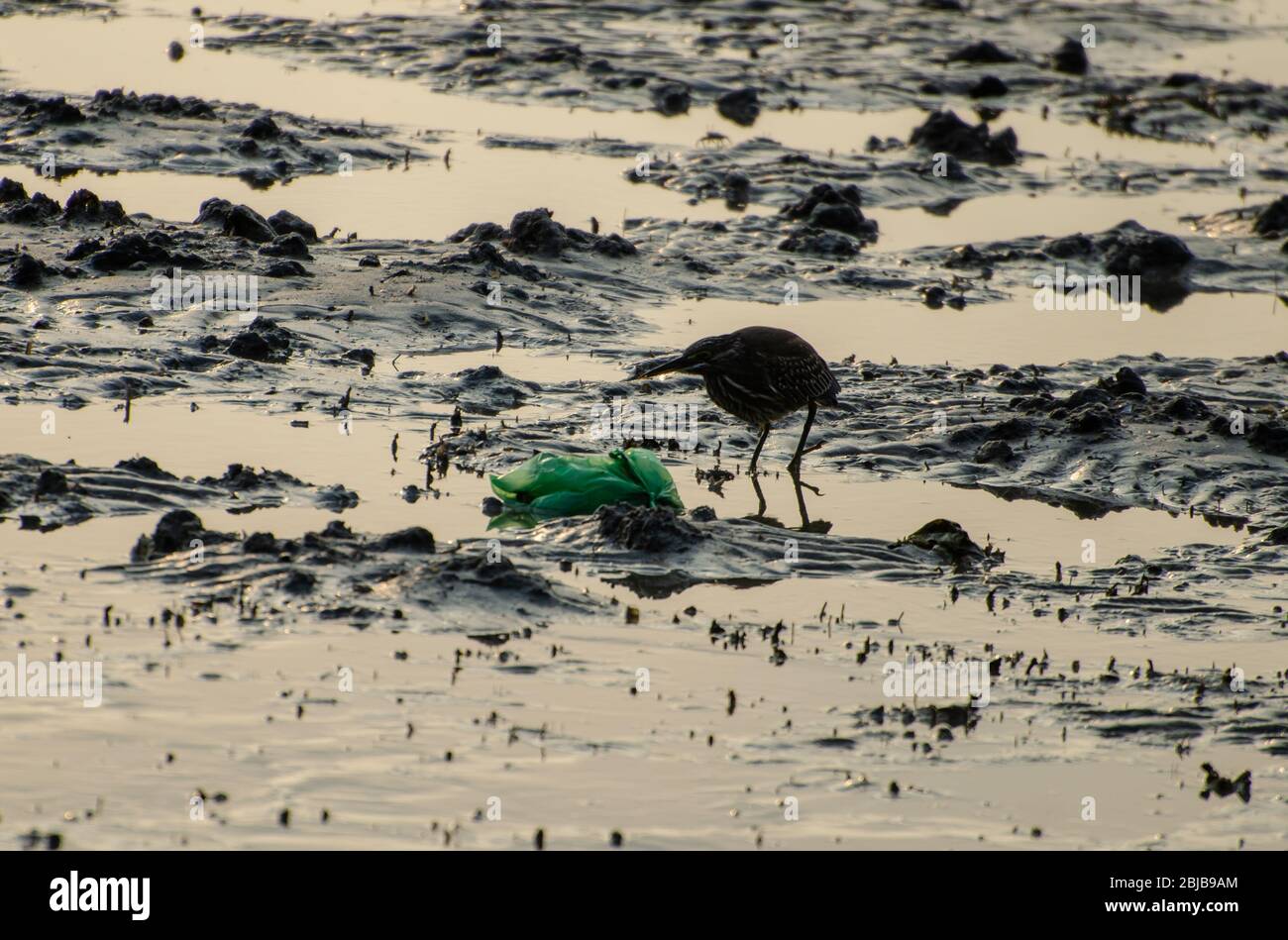 A bird near plastic rubbish at coastal Stock Photo - Alamy