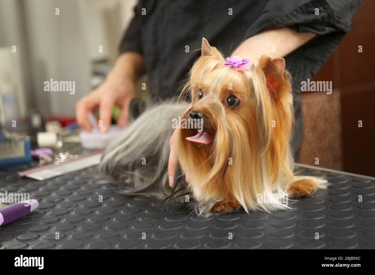 Canine hairdresser grooming dog in salon Stock Photo - Alamy