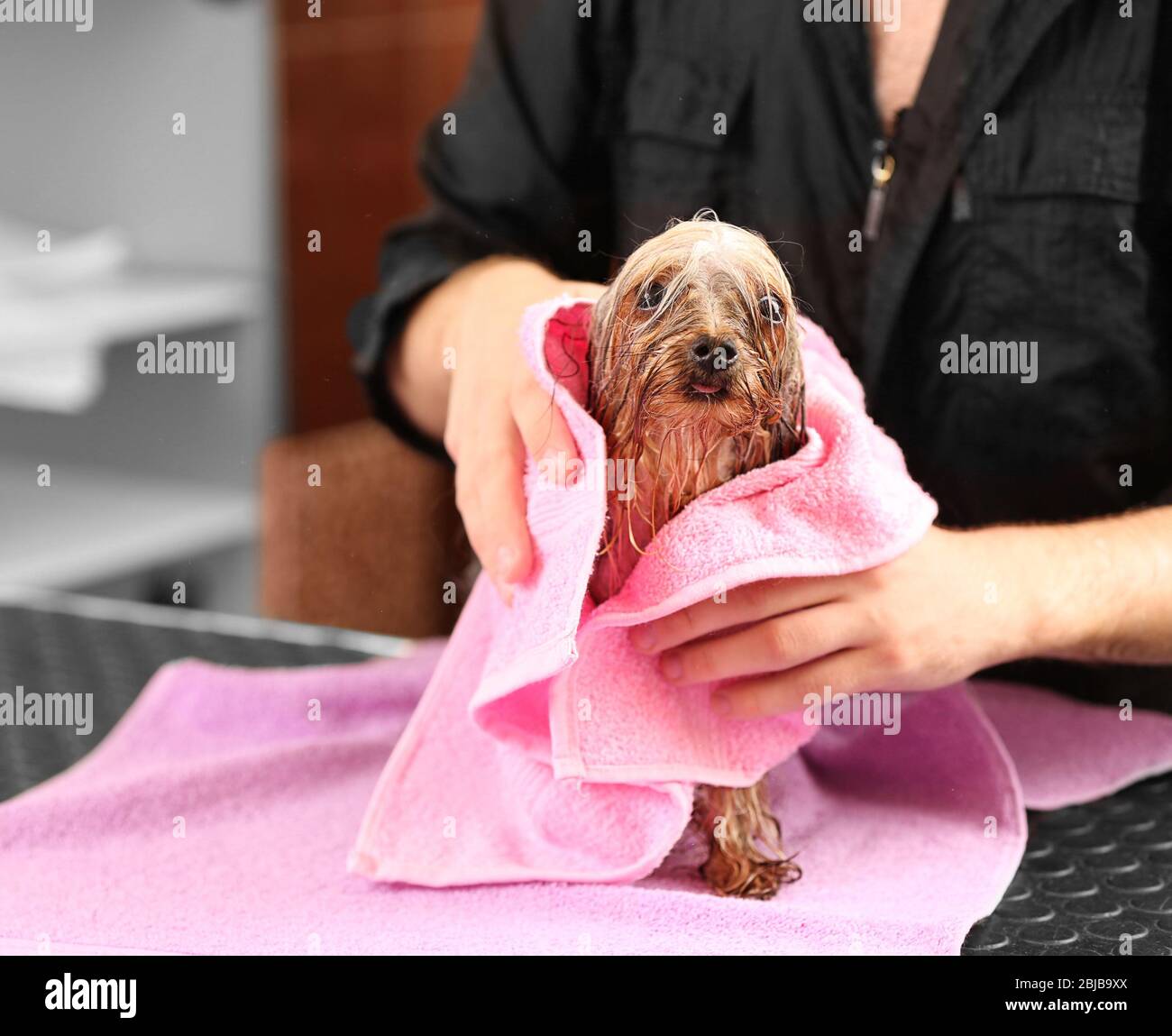 Canine hairdresser wiping dog with towel at salon Stock Photo - Alamy