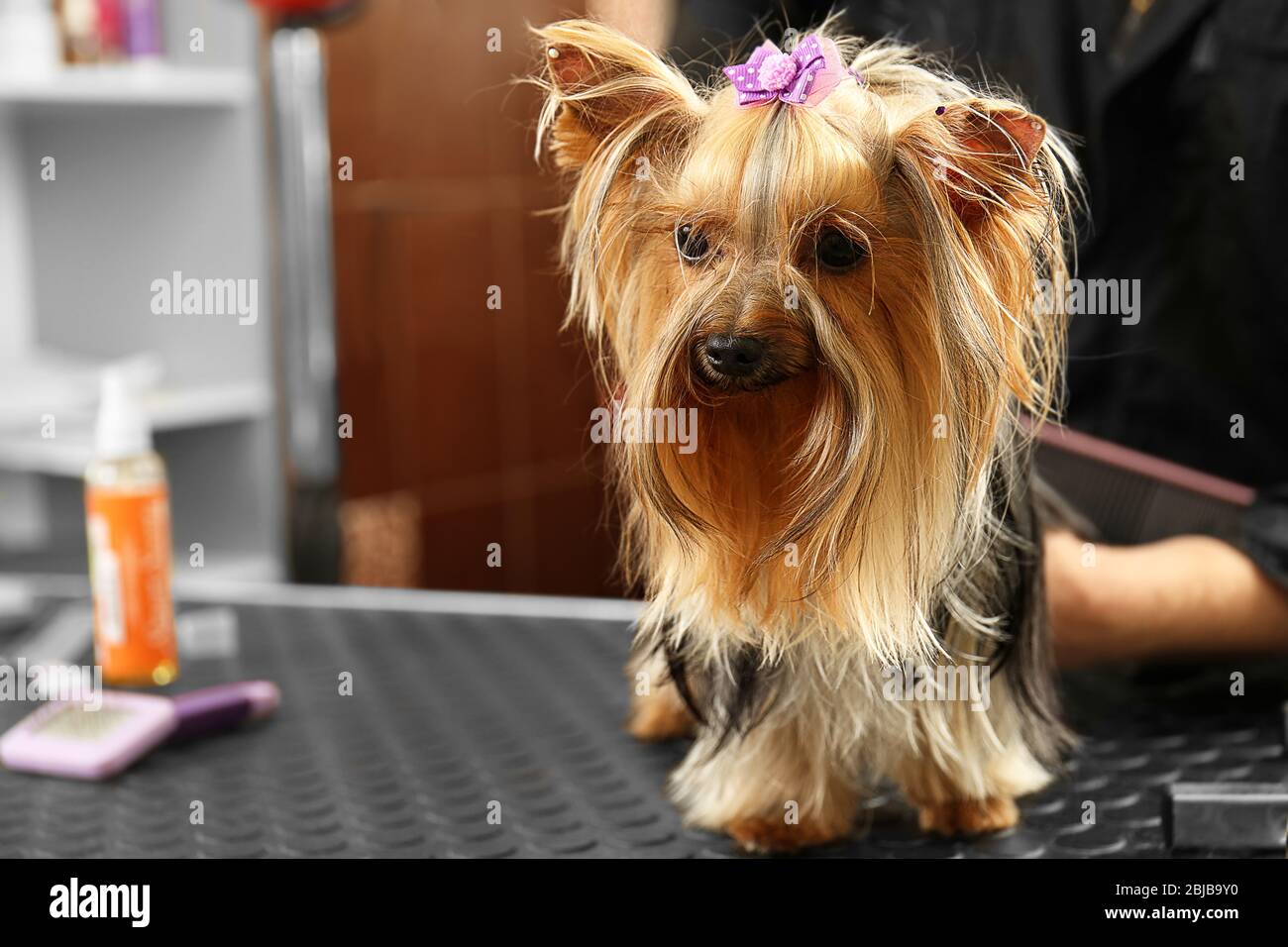 Canine hairdresser grooming dog in salon Stock Photo - Alamy