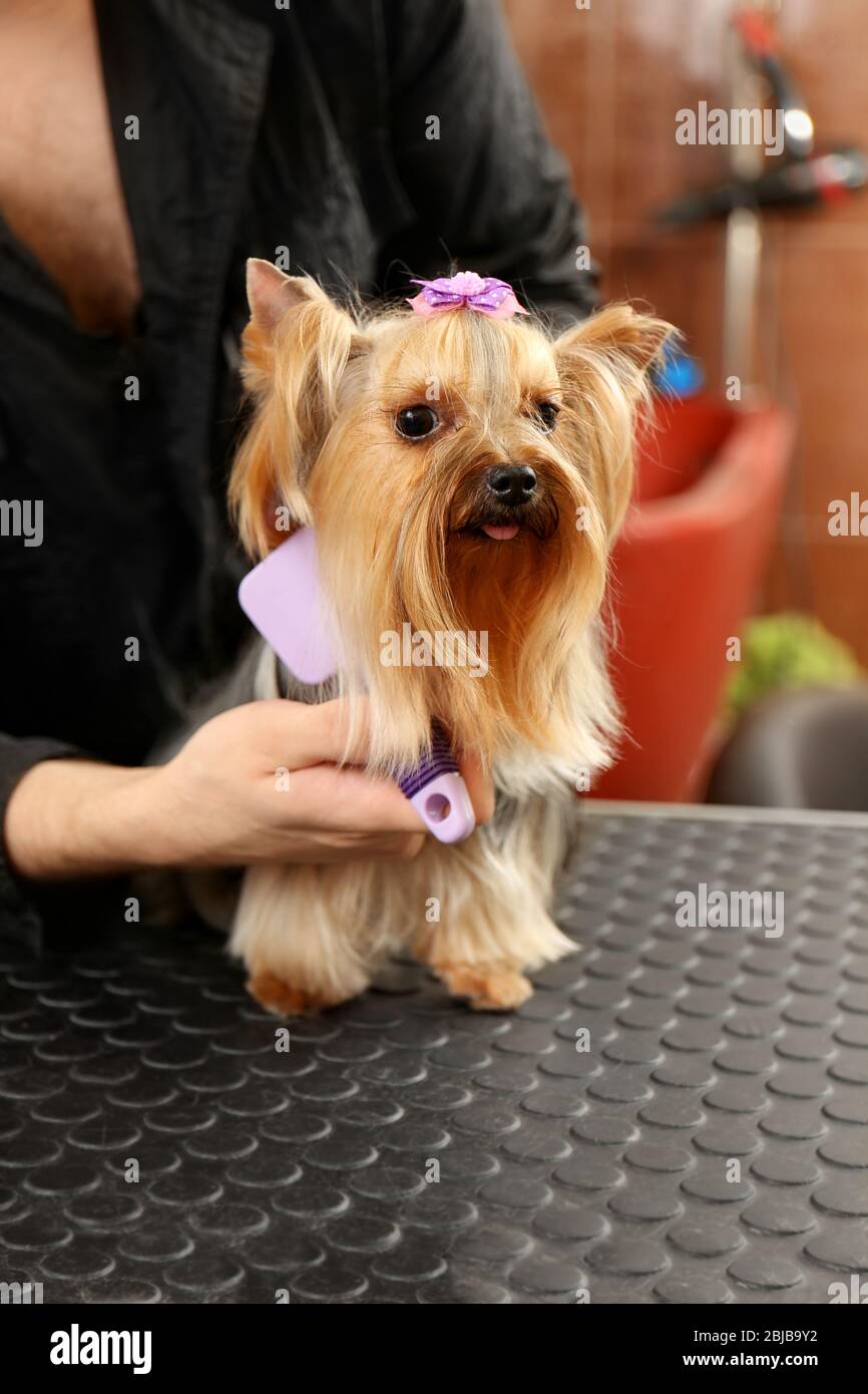 Canine hairdresser grooming dog in salon Stock Photo - Alamy