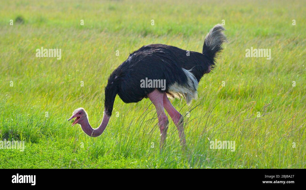 Masai ostrich showing red neck and legs, intensified colour in males ...