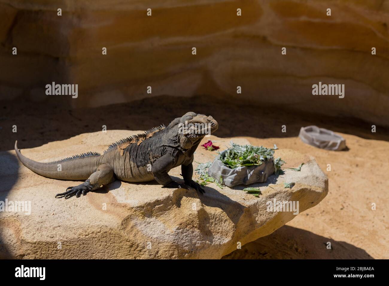 Iguana in the zoo hi-res stock photography and images - Alamy