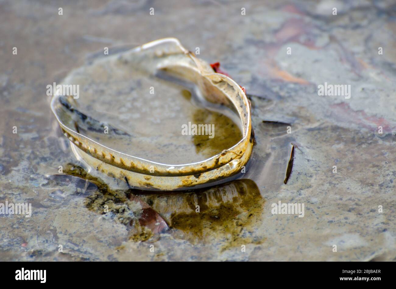 Rubbish bottle at mud near coastal Stock Photo - Alamy