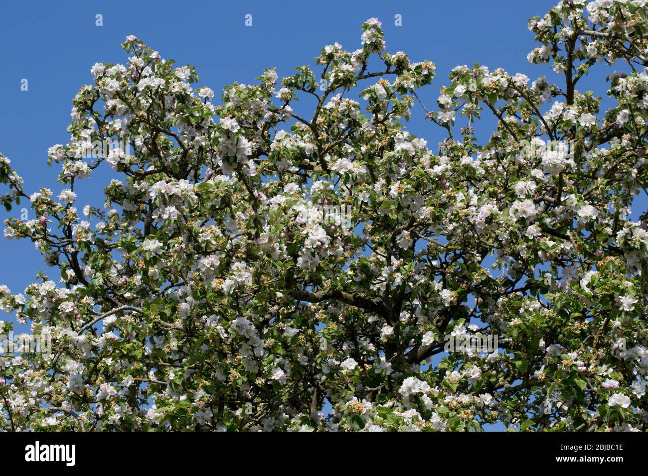 Old English apple tree in full blosson Spring 2020 against blue sky UK ...