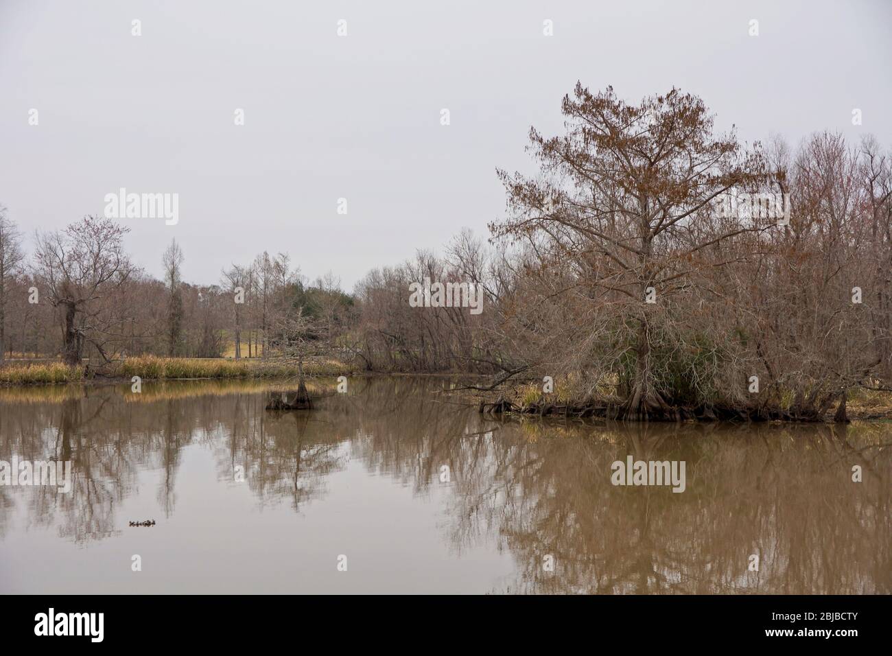 Lake Fausse Pointe State Park in Louisiana USA Stock Photo - Alamy
