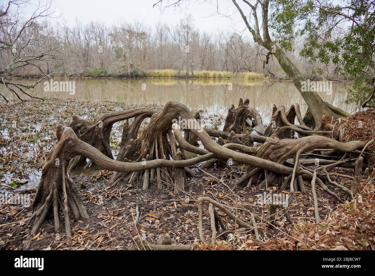 Lake Fausse Pointe State Park High Resolution Stock Photography and ...